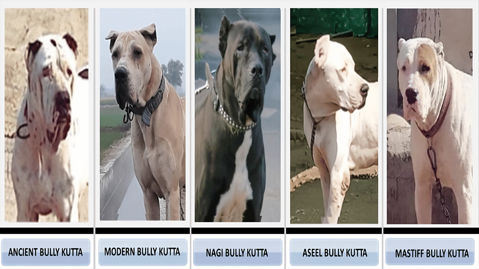 The Real Types of Bully Kutta | bullykuttawarriors.com